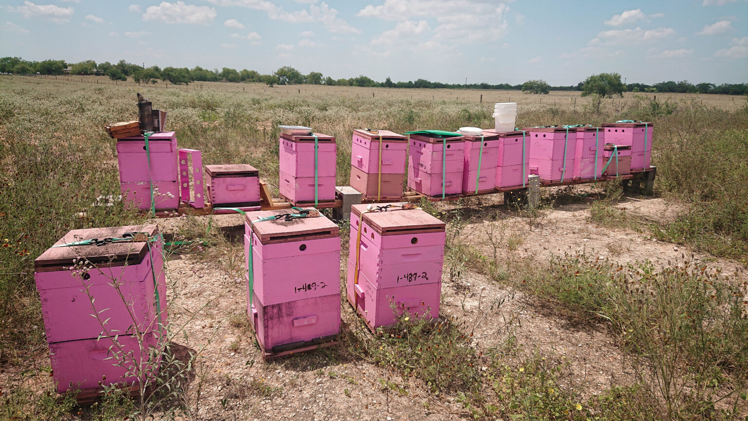R9 Hive & Honey – Bee Removals and Pollination in the Rio Grande Valley